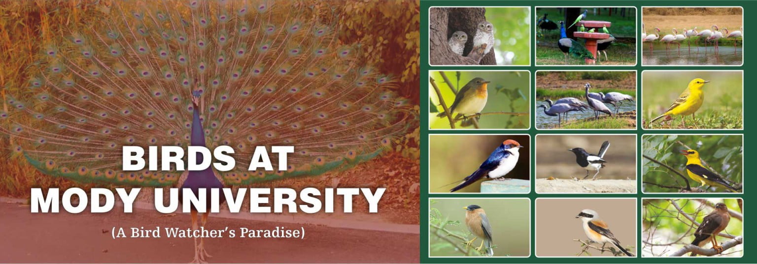 Programmes Offered - Mody University